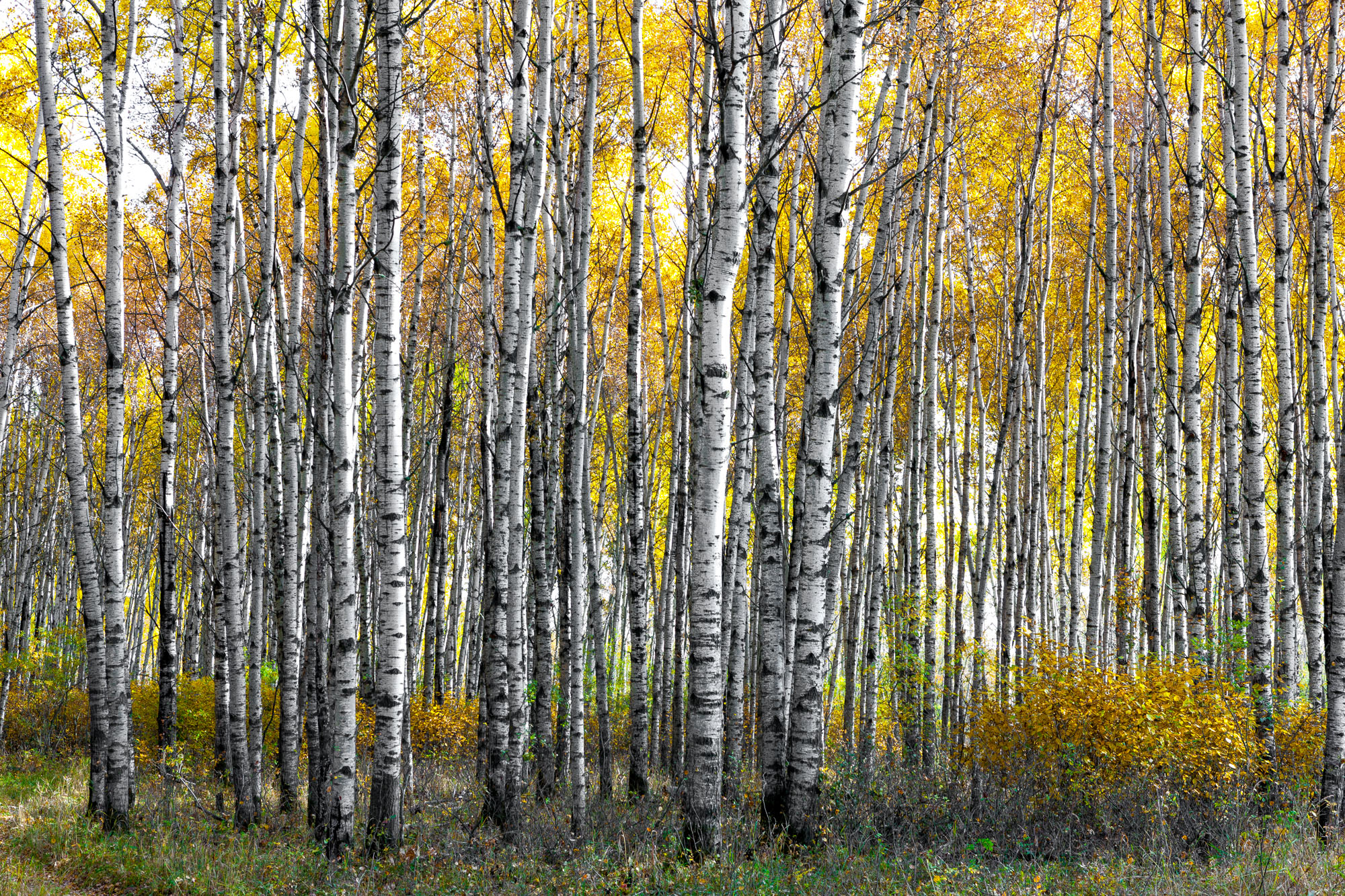 Creating Images Sharp Front to Back using the Hyperfocal distance ...