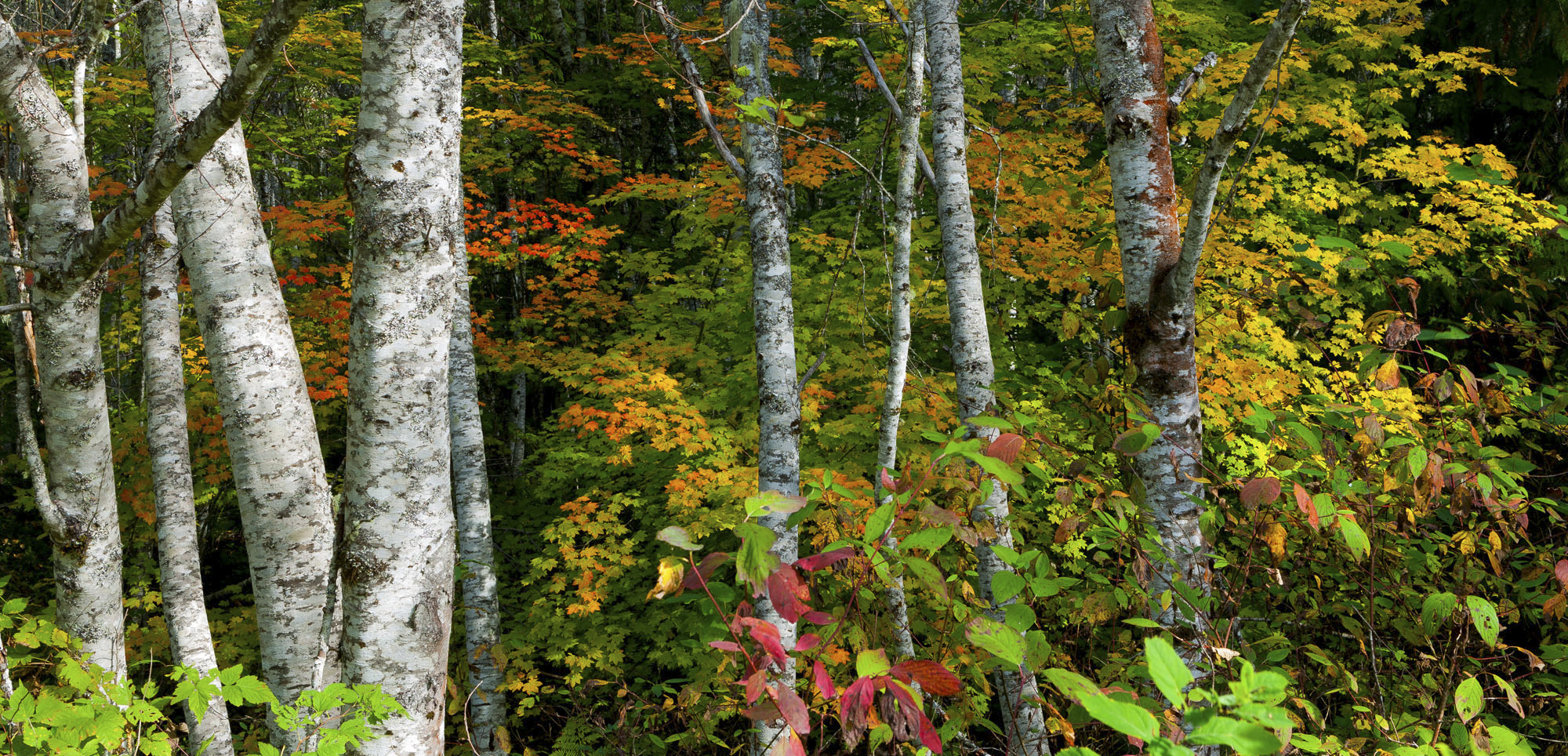 Creating Images Sharp Front to Back using the Hyperfocal distance ...